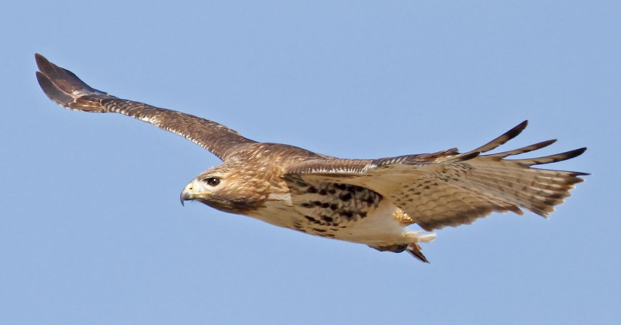 Excelente historia: Los dos halcones – Sonrie Para Vivir Mejor