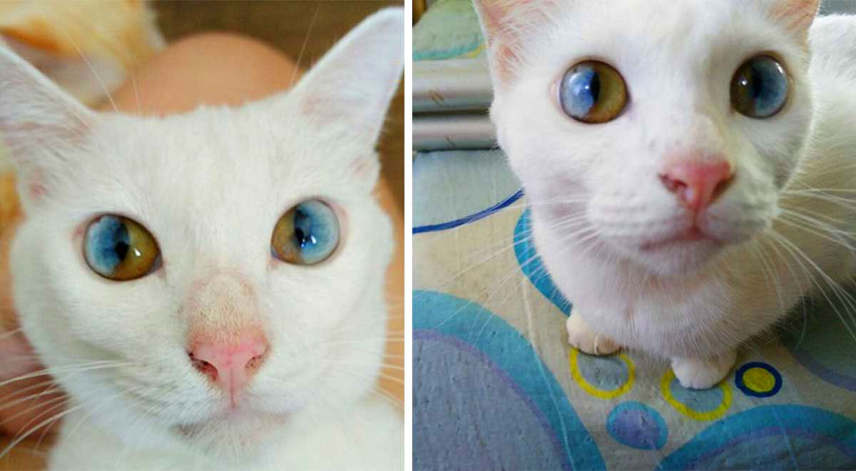 Hay una verdadera obra de arte en los ojos de este adorable gatito ...