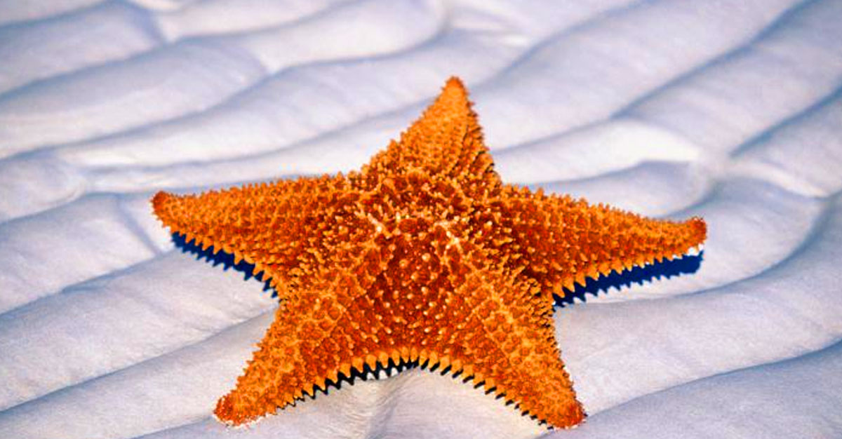 Estrella De Mar En ¿Dónde tienen sus ojos las estrellas de mar ...